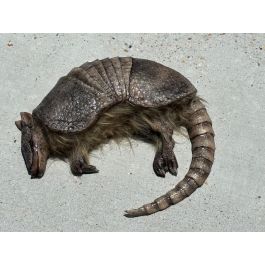 ANIMAL PROP LIFESIZE ARMADILLO - FrightProps.com